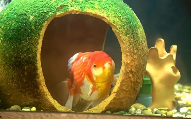 Do Goldfish Need a Bubbler in A Tank: (The Shocking Truth)