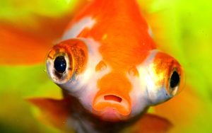Bulging Eyes in Goldfish: Is Your Fish in Danger? Find Out!