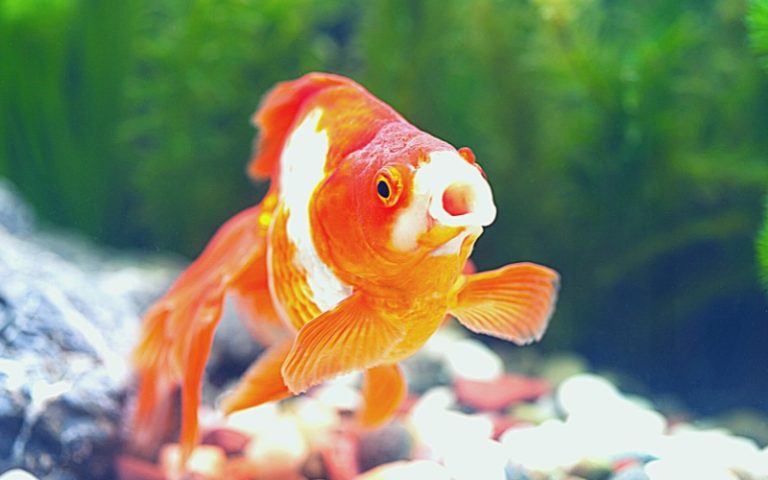Do Goldfish Need an Air Pump to Survive (Solved & Explained)