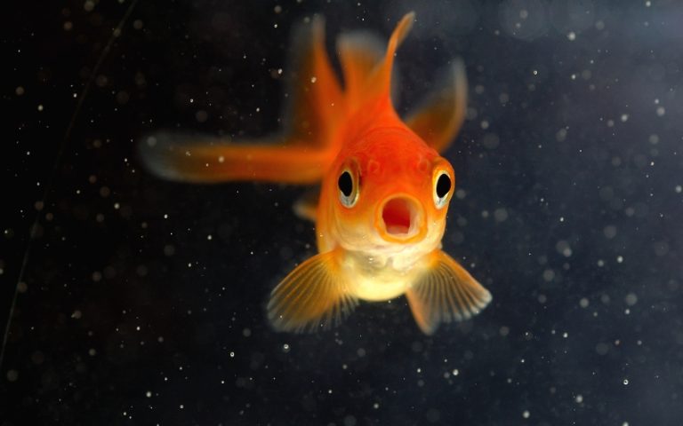 What Is the Water Temperature for Goldfish? (Must-Read)
