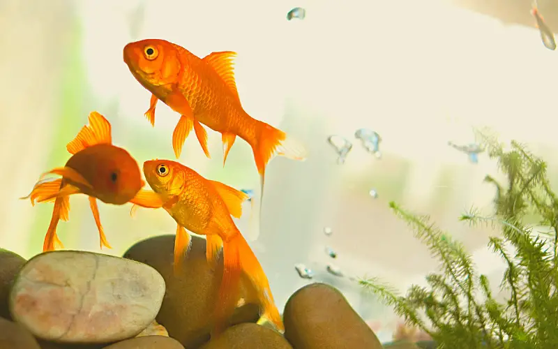 How Many Goldfish Per Gallon? #1 Easy Calculation (Guide)