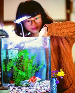 How Many Times Do You Feed a Goldfish a Day? (Must-Read)