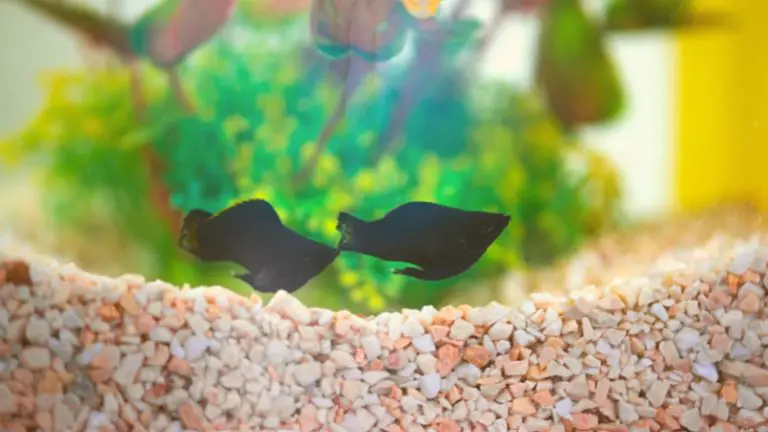Where Do Mollies Swim in the Tank (7 Sick Fish Signs & Cure)