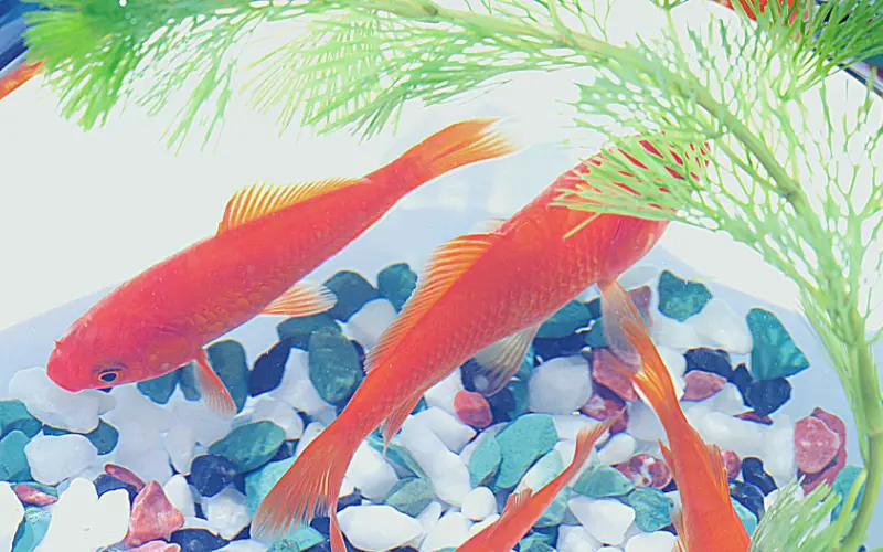 How to Take Care of a Goldfish in a Bowl: A Beginner's Guide