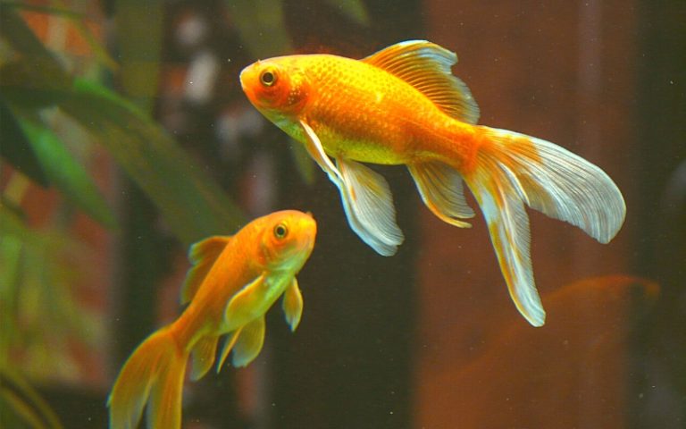 Fantail Goldfish Care 101: Size, Price, Lifespan & More
