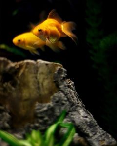 5 Key Goldfish Laying Eggs Signs to Watch For (Must Read)