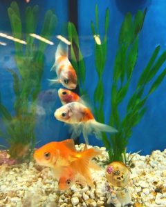 Goldfish Breeding Guide - Easy Steps for Beginners!