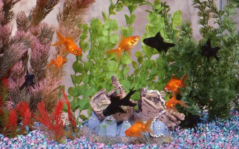 How to Breed a Goldfish Like a Pro! (Unlocking the Secrets)