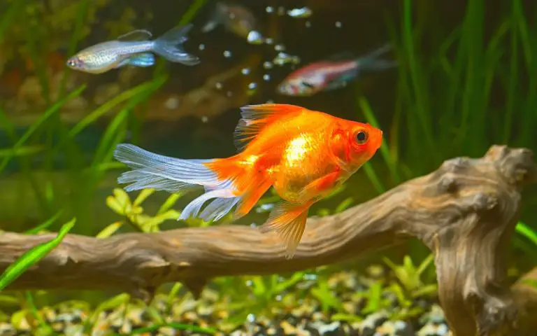 Long Goldfish Poop, Is it Healthy? (Quick Solution)