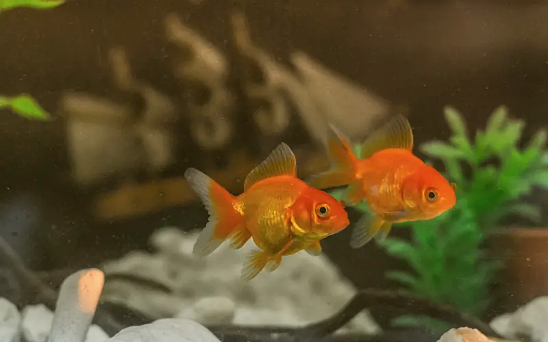 5 Reasons Why My Comet Gold Fish Tail Bleeding (Solved)