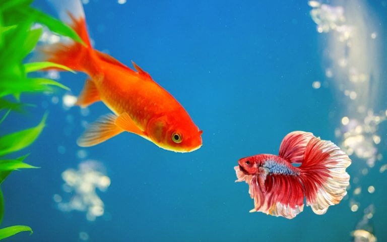 7 Compatible Goldfish Tank Mates That Don't Eat Each Other!