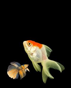 Will a Betta Fish Kill a Goldfish? (Is it Even Possible!)