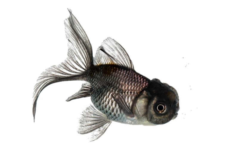 Black Moor Gold Fish 101: A Comprehensive (Beginners Guide)