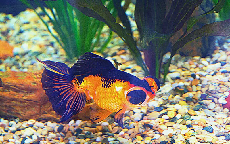 Bulging Eyes in Goldfish: Is Your Fish in Danger? Find Out!