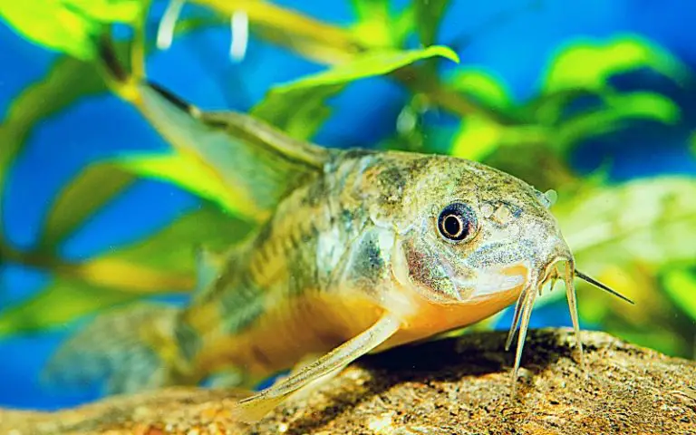 Cory Catfish Glass Surfing: (Reasons & 5 Rapid Solutions)