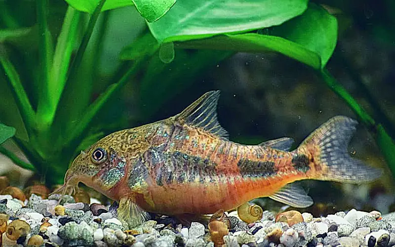 Cory Catfish Died Suddenly: 5 Top Reasons & Best Solutions