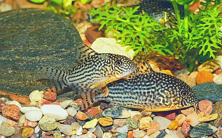 Cory Catfish Died Suddenly: 5 Top Reasons & Best Solutions