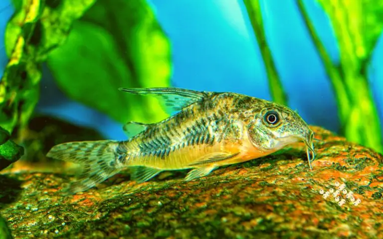 The Lifespan of Cory Catfish: (5 Tricks to Prolong Its Life)