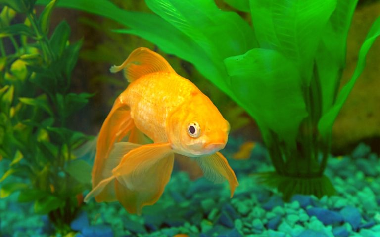 Goldfish Sickness: 7 Common Goldfish Diseases & Quick Fixes!