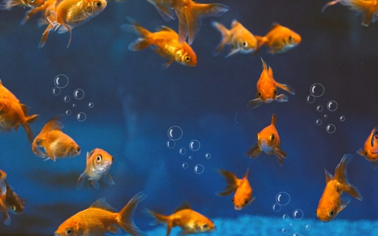 Goldfish Breeding Pond: 7 Essential Tips for a Stunning Pond