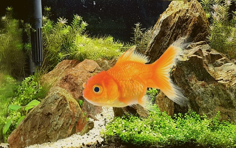 Does Goldfish Eat Algae? 5 Best Pond & Tank (Algae Eaters)