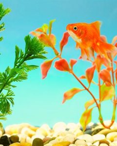 Long Goldfish Poop, Is it Healthy? (Quick Solution)