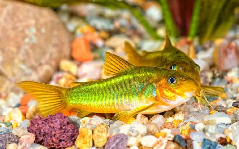 Male vs Female Cory Catfish - Spot the Difference (Solved)