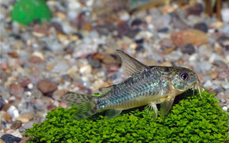 Do Cory Catfish Clean the Tank Effectively: (Find Out Now!)