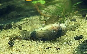 How to Fix Swim Bladder in Cory Catfish (Quick Solution)