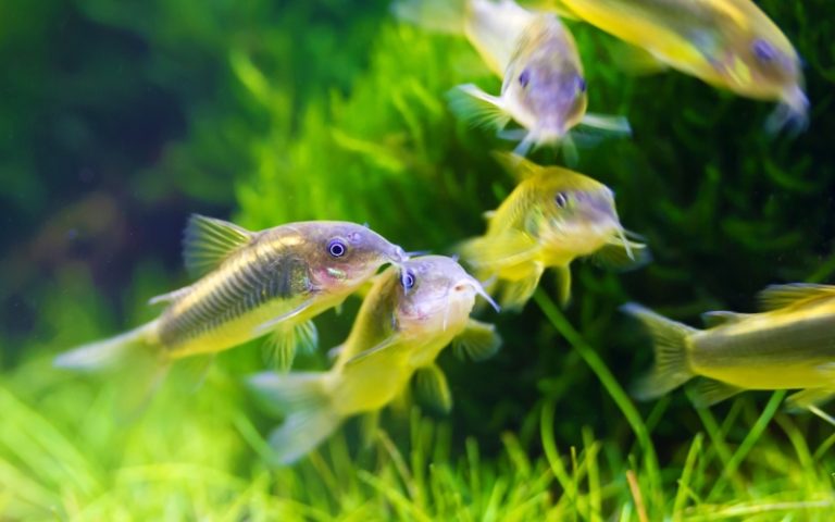 Why Do Cory Catfish Swim to the Top of The Tank: (Solved)
