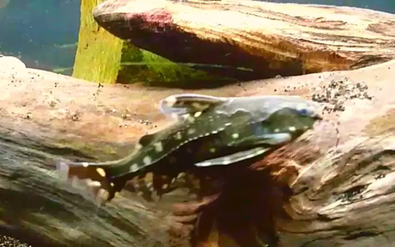 Spotted Talking Catfish 101: A Comprehensive Beginner Guide!