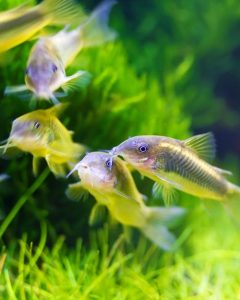 Male vs Female Cory Catfish - Spot the Difference (Solved)