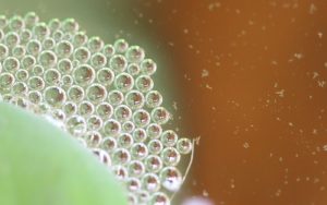 The Dark Side of Betta Nesting Bubbles (3 Risks Should Know)