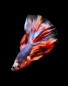 How Do I Know If My Betta Fish Is Dying: (5 Warning Signs)