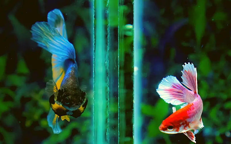 Betta Fish Fights Explained: Behavior, Triggers & Solutions
