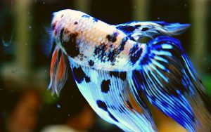 Bloated Stomach Betta Fish | 5 Common Reasons & Quick Fix