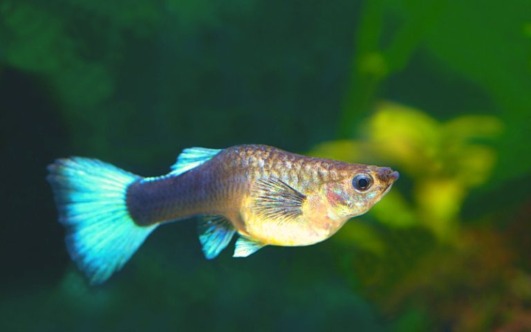 Dropsy Guppy 101: Causes, Symptoms & Best Treatment