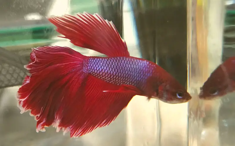 How to Tell If Your Betta Fish Is Unhappy: (Signs & Fixes)