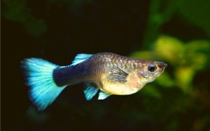Guppy Fin Rot Cure 101: Causes, Symptoms & Quick Treatment!