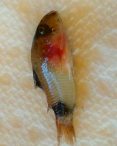 Red Blotch Disease Corydoras: Symptoms, Causes & Quick fix!