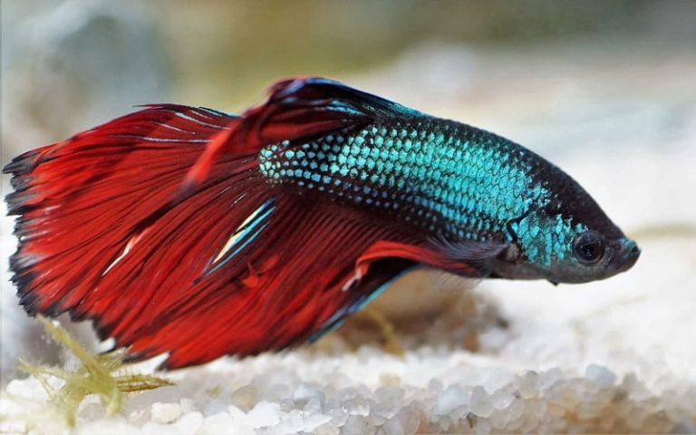 How Do I Know If My Betta Fish Is Dying: (5 Warning Signs)