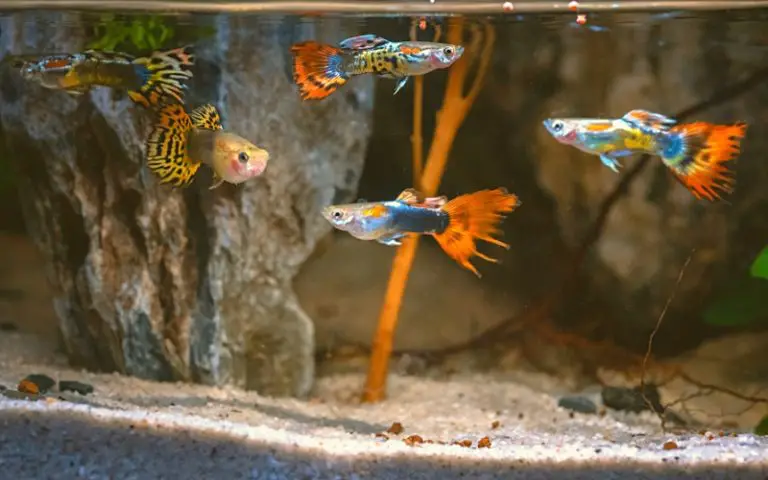 Guppy Fin Rot or Nipping: 3 Key Differences & Best Treatment