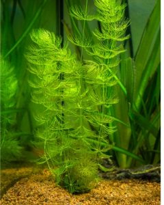 10 Essential Steps for Setting Up a Betta Fish Tank Like Pro