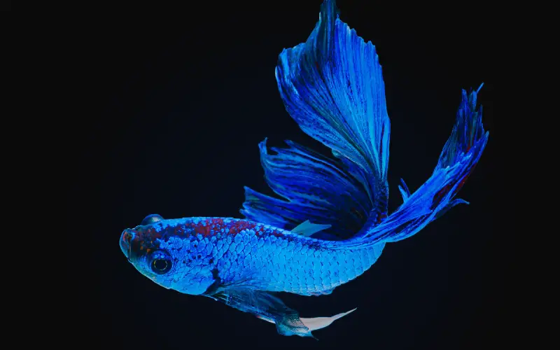 Betta Fish Laying on Side But Not Dead: 3 Causes & Treatment
