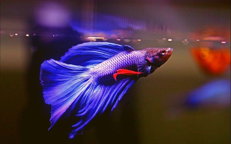 Are Betta Fish Smart: 10 Facts About These Clever Creatures