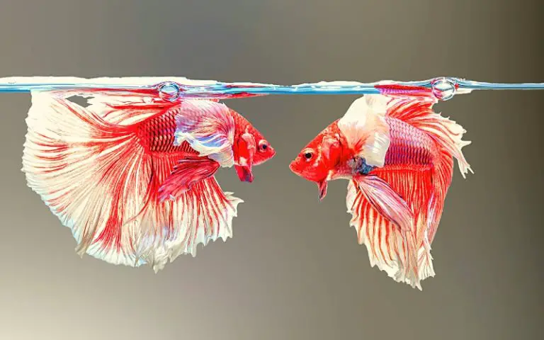 Can You Put 2 Female Betta Fish Together: Discover the Truth