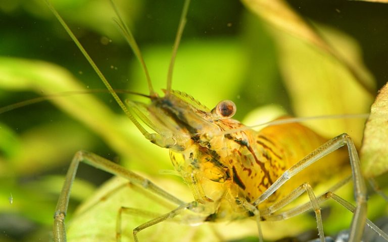 Male vs Female Ghost Shrimp: 7 Key Differences You'll love