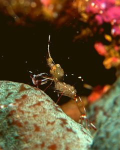Can Ghost Shrimp Live with Other Shrimp: Discover the Truth!