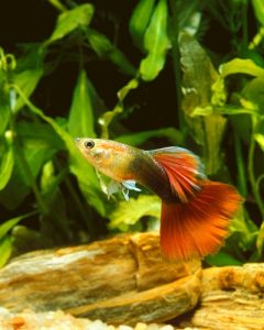 Why Are My Guppies Dying: (5 Major Causes & Best Solutions)