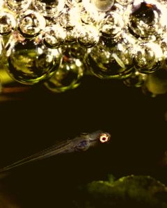 Betta Fish Laying on Side But Not Dead: 3 Causes & Treatment